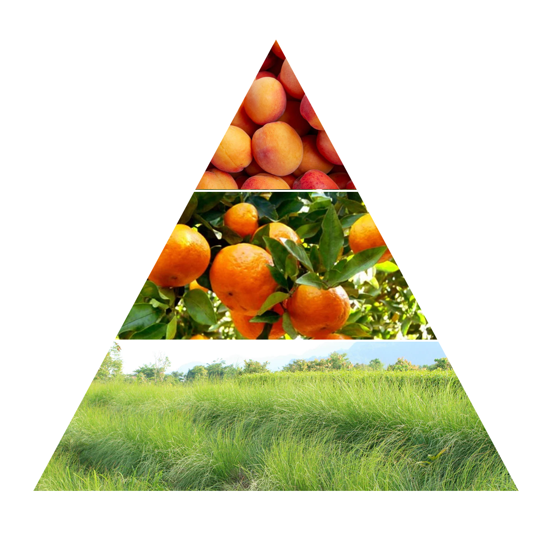 Kit Gesso Perfumado e Home Spray 25ml Laranjas & Realeza | Dani ...